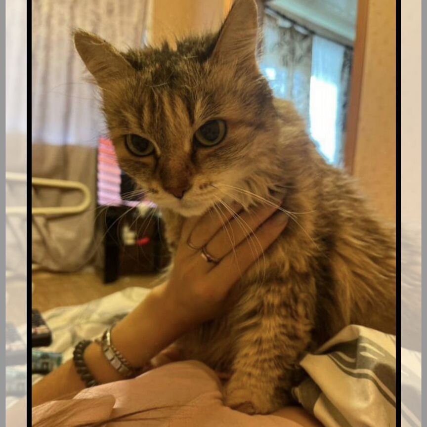 Взрослая кошка в добрые руки