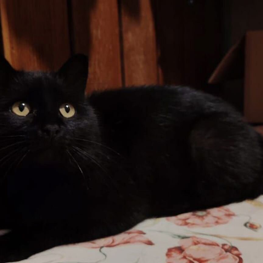 Котик ищет дом