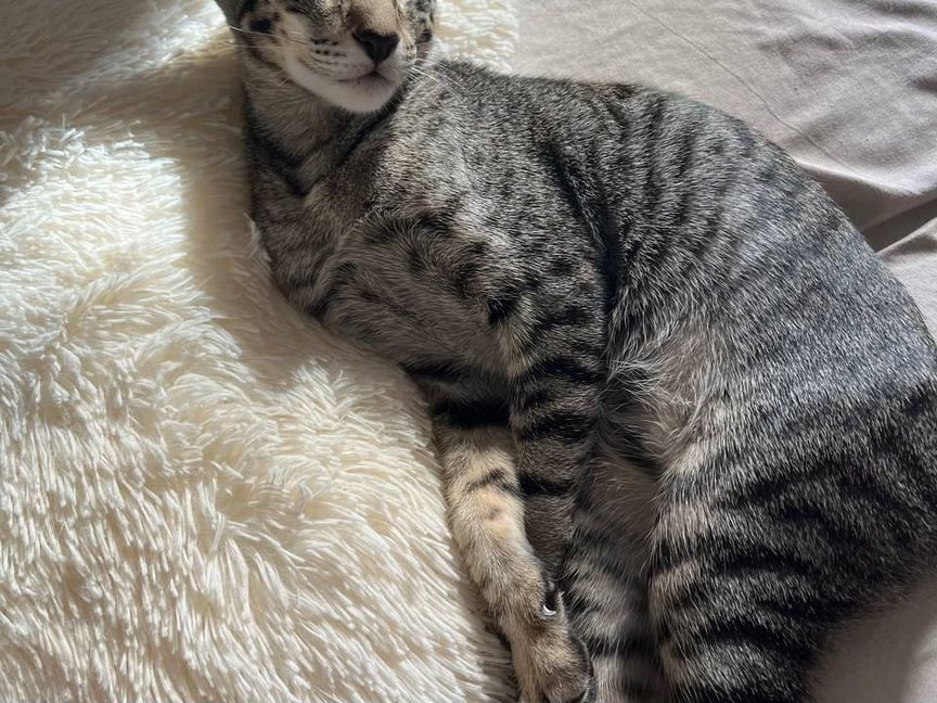 Ориентальный котенок мальчик