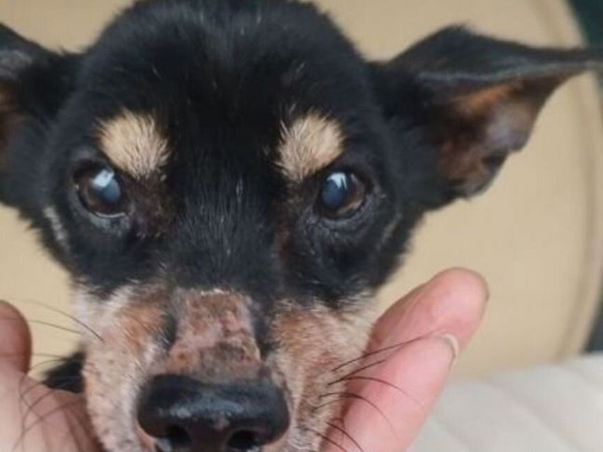 Собака в добрые руки