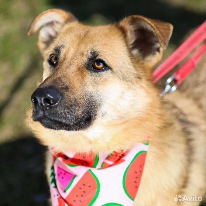 Спасите молодую собаку