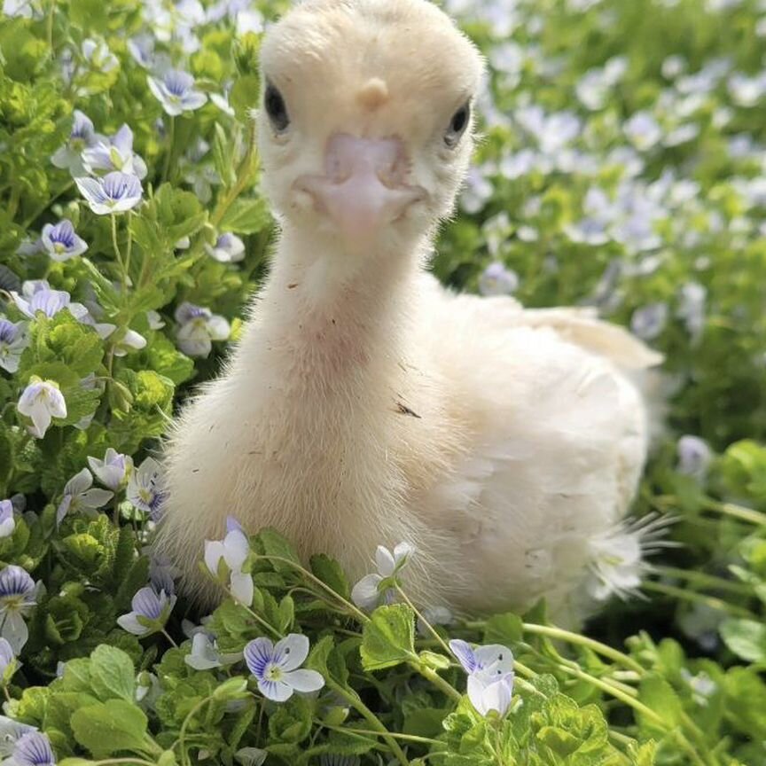 Индюшата Хайбрид Грейд Мейкер и Бронза Утяжеленная