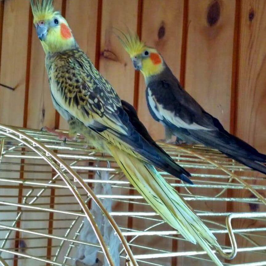 Попугай корелла с клеткой