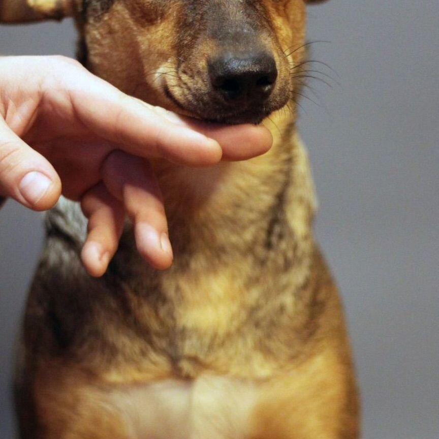 Собака в добрые руки