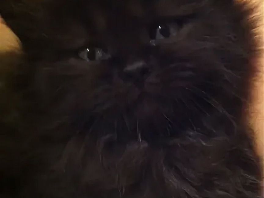 Сибирская леди