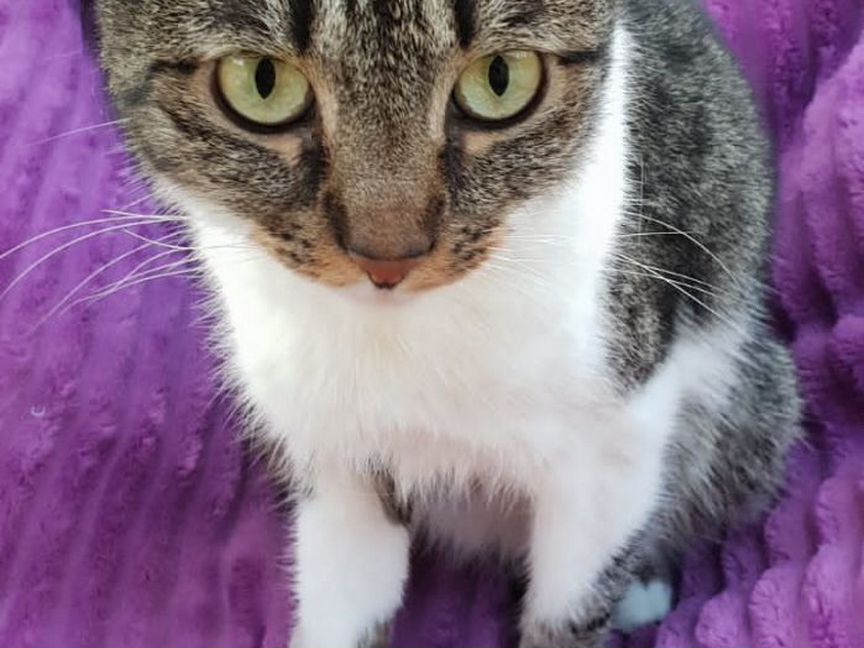 Кошка
