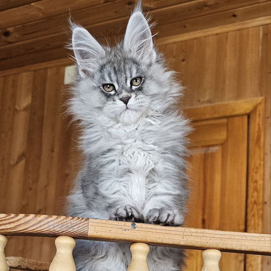 Котята мейн-кун