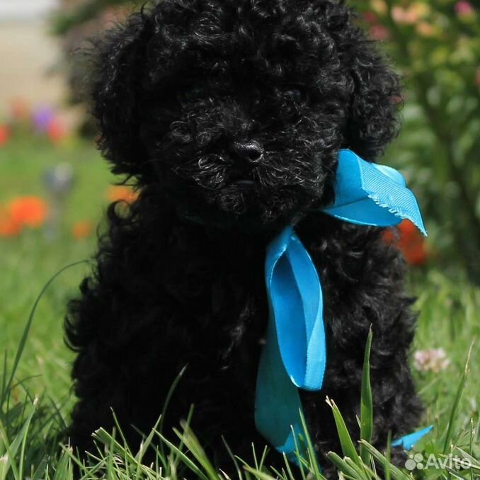 Той -пудель уголек