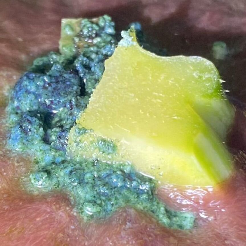 Аулофорус стартовая культура