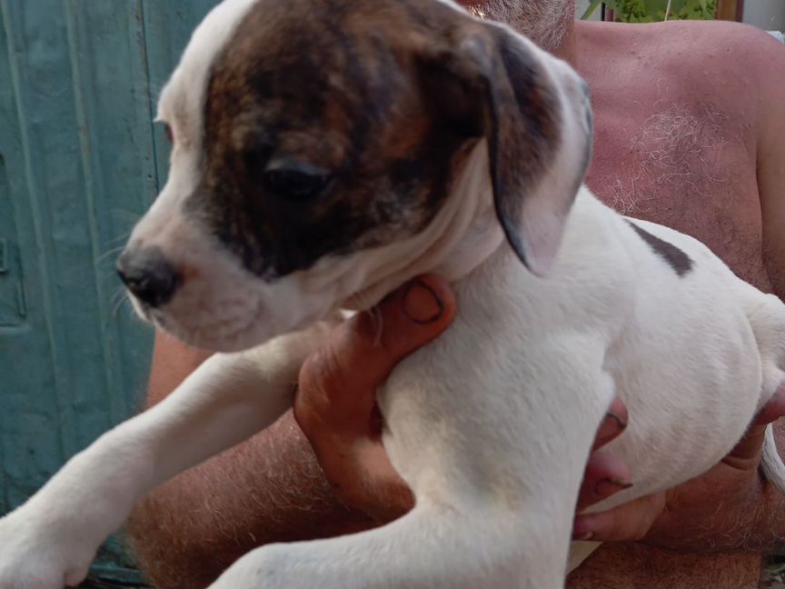 Щенки американского бульдога