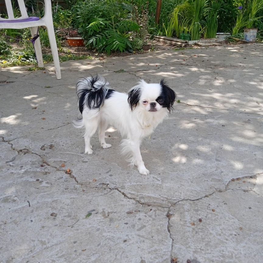 Японский хин