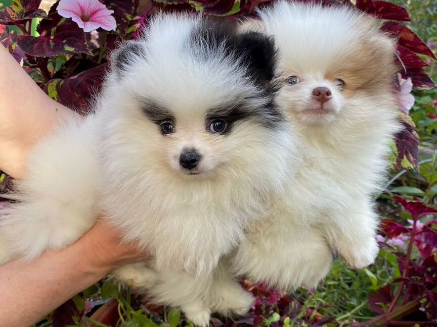 Померанский шпиц