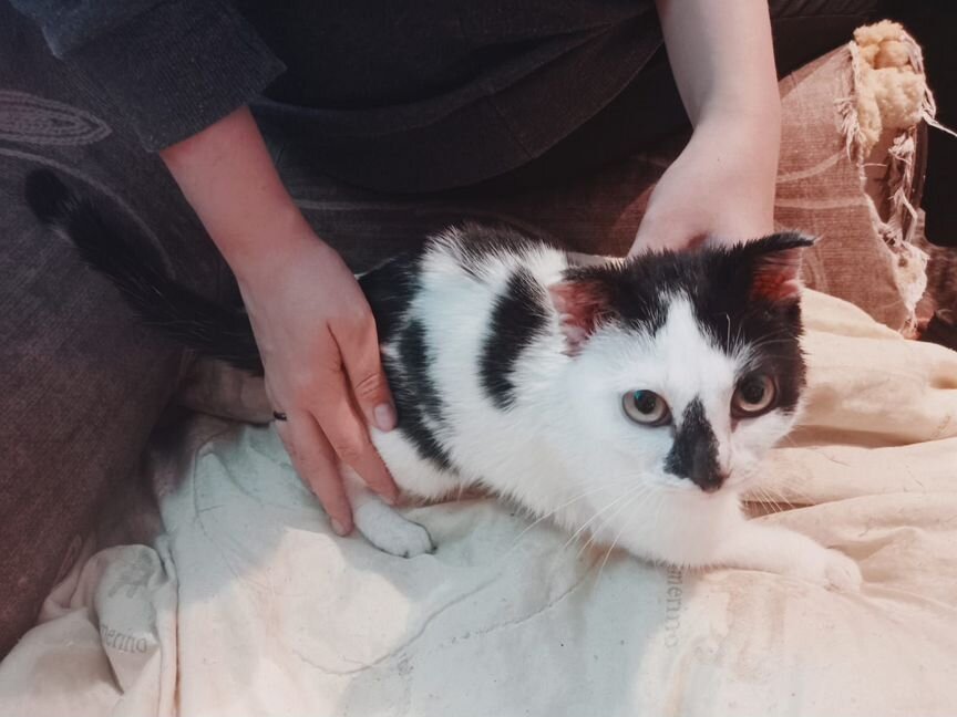 Кот шотланец