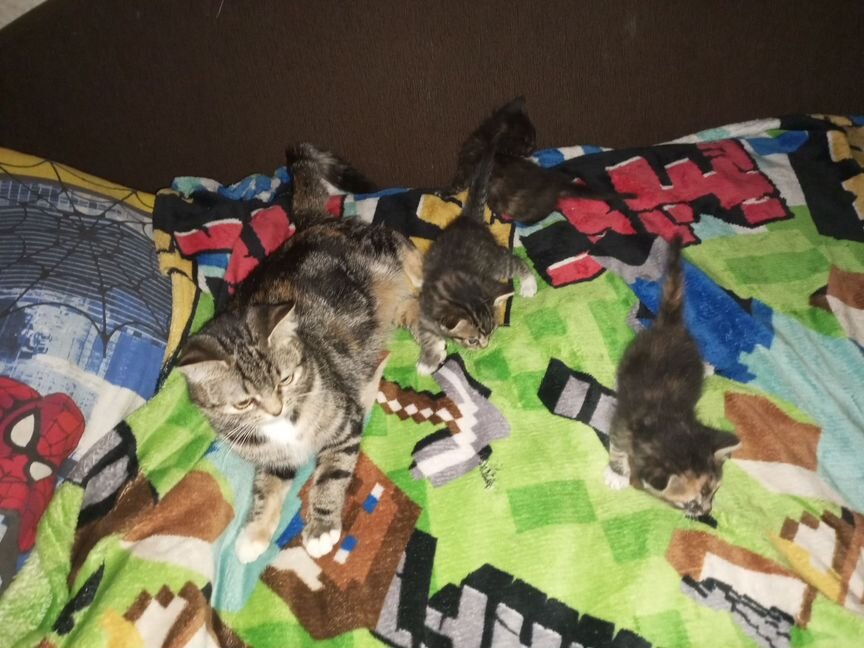 Котята в добрые руки