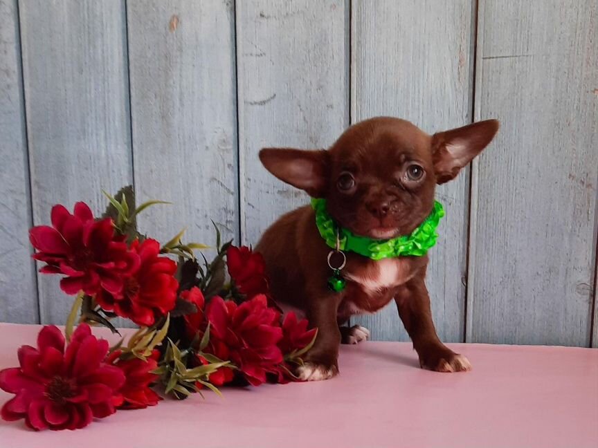 Шоколадный чишка