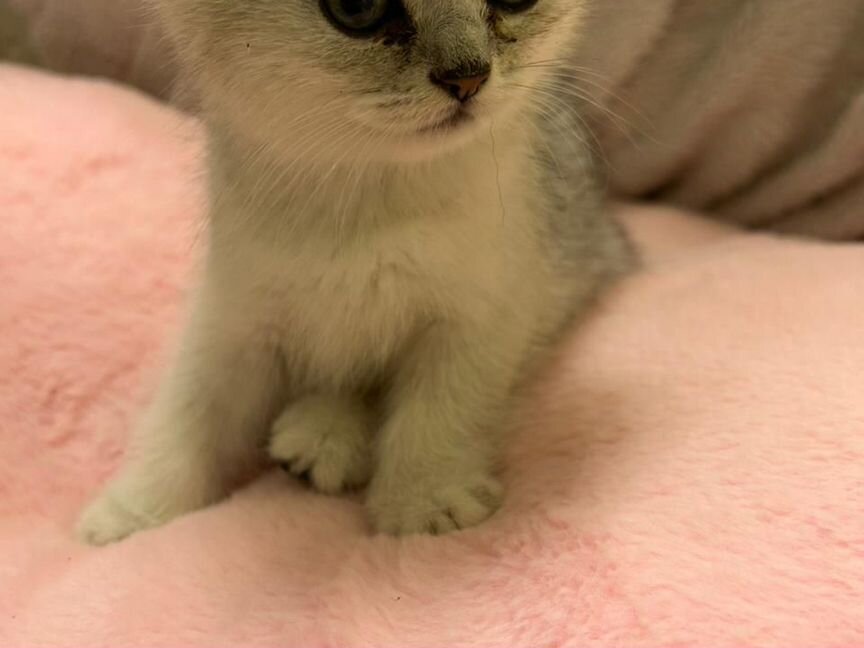 Шотландский вислоухий кот