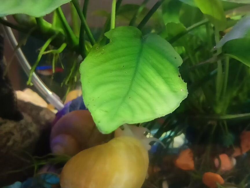 Улитки аквариумные ампулярии