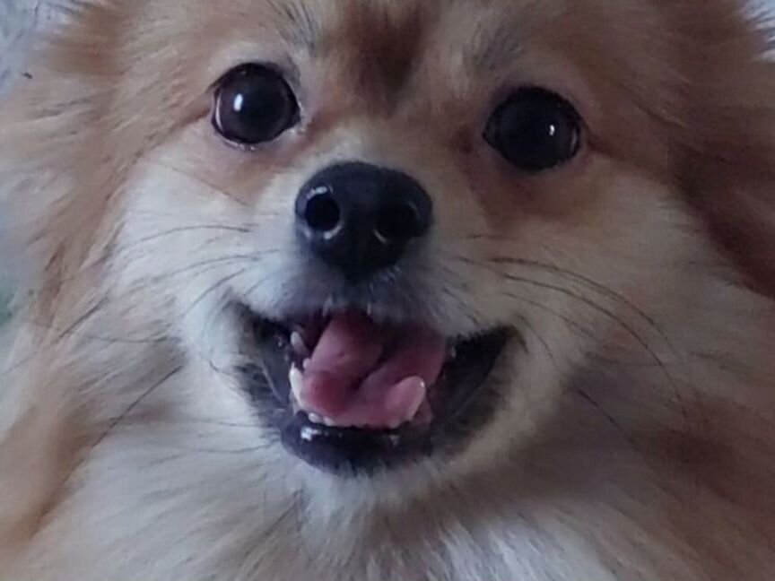 Маленькая собака. Немецкий шпиц