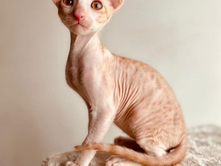 Рыжий котик