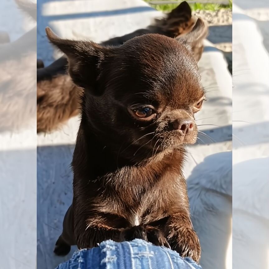 Чихуахуа, взрослая собака