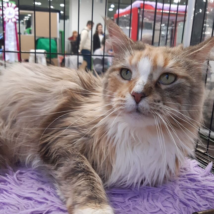 Кошечка мейн кун