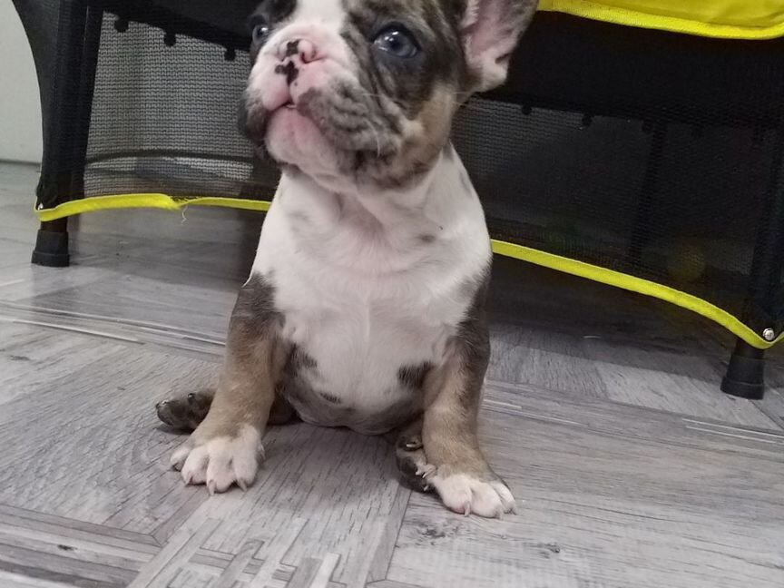 Французский бульдог щенки