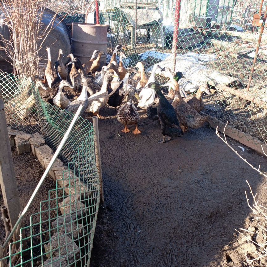 Утки индийский бегунок семья 4 шт