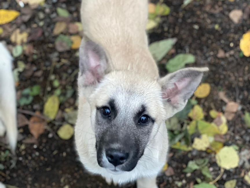 Щенок ищет дом