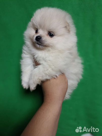 Померанский шпиц медвежьего типа