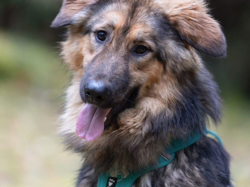 Потап ждет своего человека