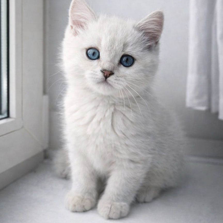 Британский короткошёрстный котёнок