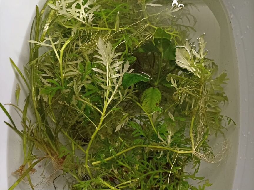 Аквариумные растения бесплатно