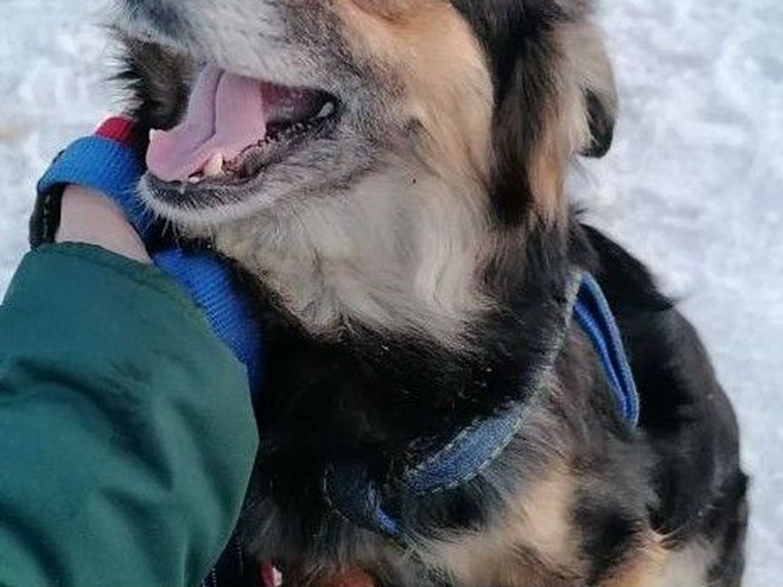 Собака Шаня ищет дом