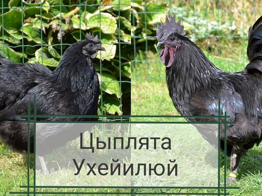 Цыплята Ухейилюй