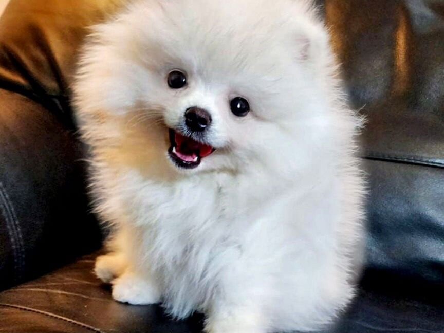 Шпиц Белый. Щенки. Кобели