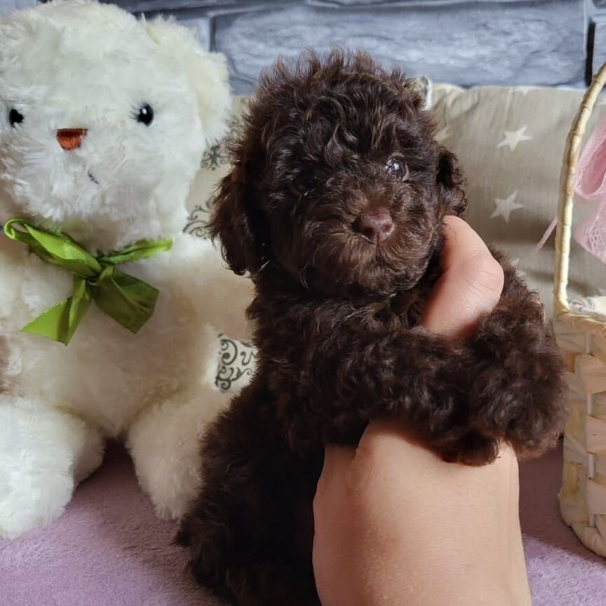 Той пуделя мальчики