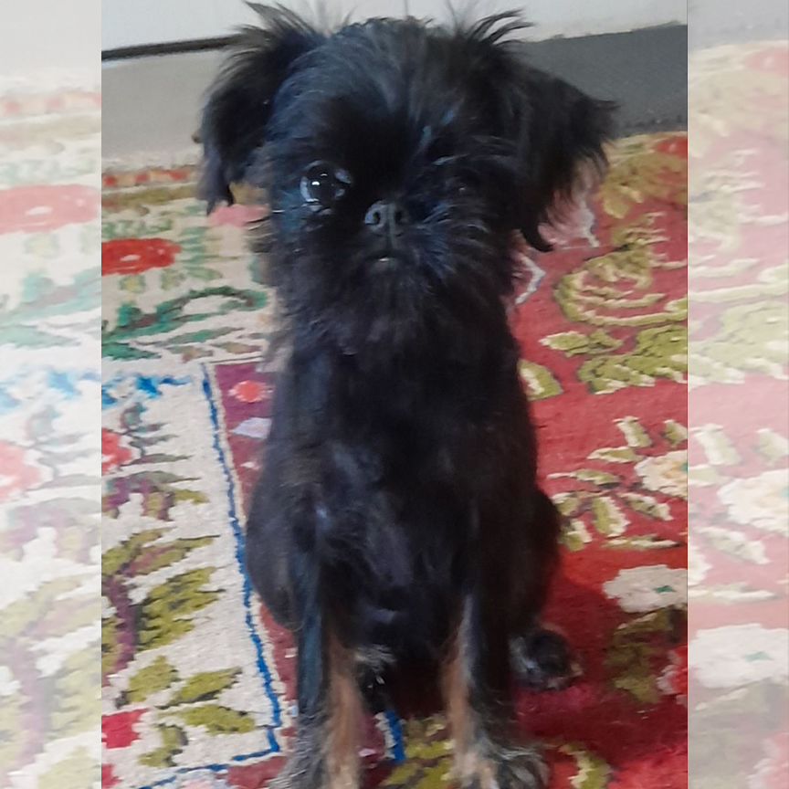 Собаки щенки маленькой породы