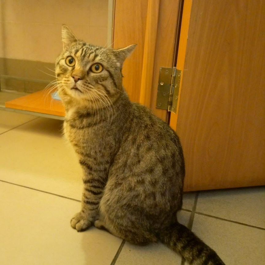 Котик в заботливые ручки
