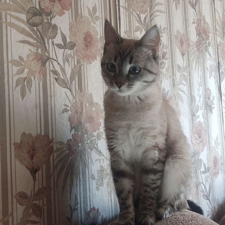 Кошка