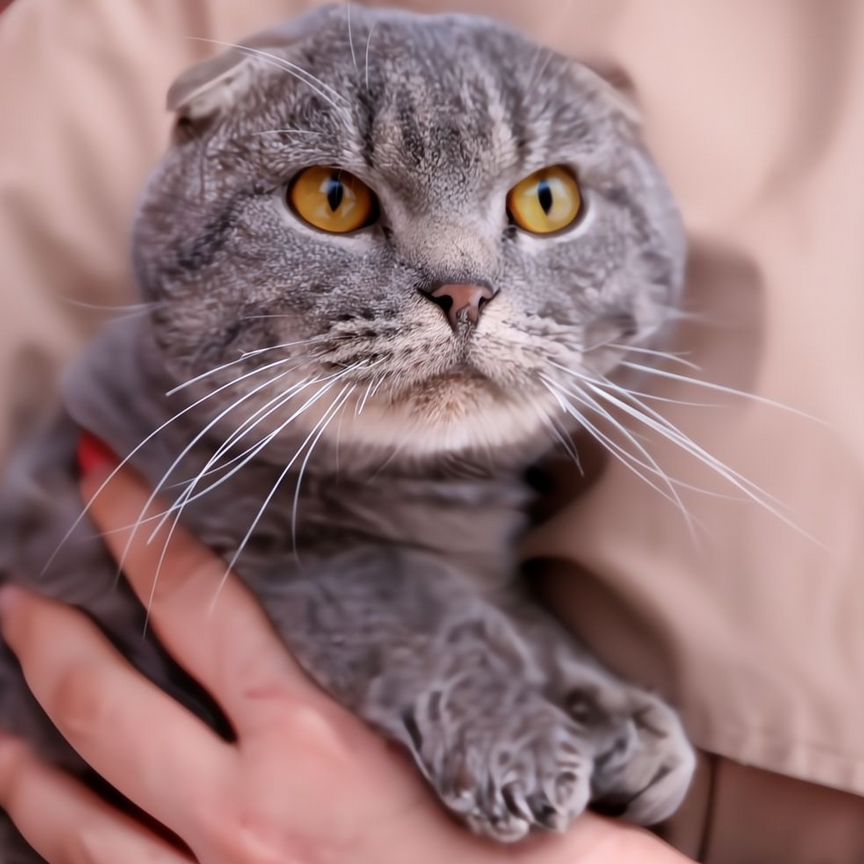 Шотландский вислоухий короткошёрстный, взрослый кот