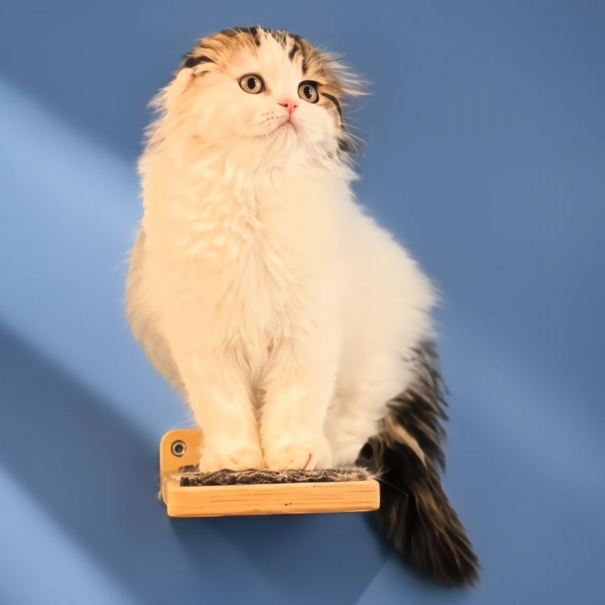 Шотландский вислоухий длинношёрстный котёнок