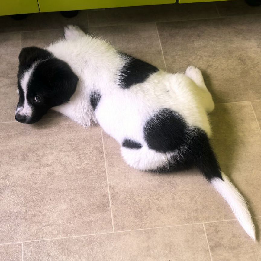 Щенок в добрые руки