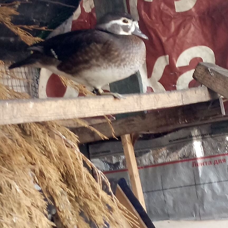 Утка каролинка