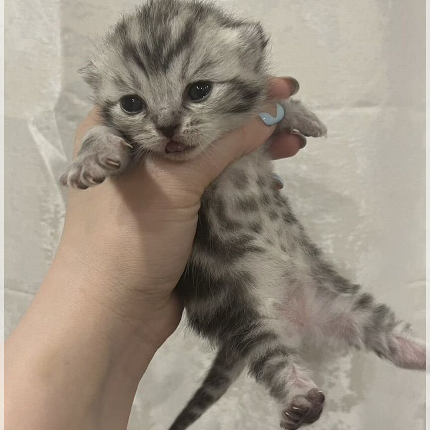 Шотландские котята