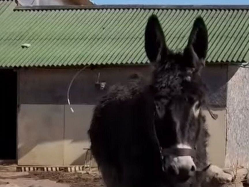 Уздечка на крупного осла