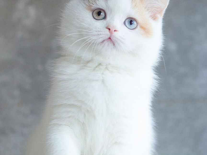 Девочка в разведение