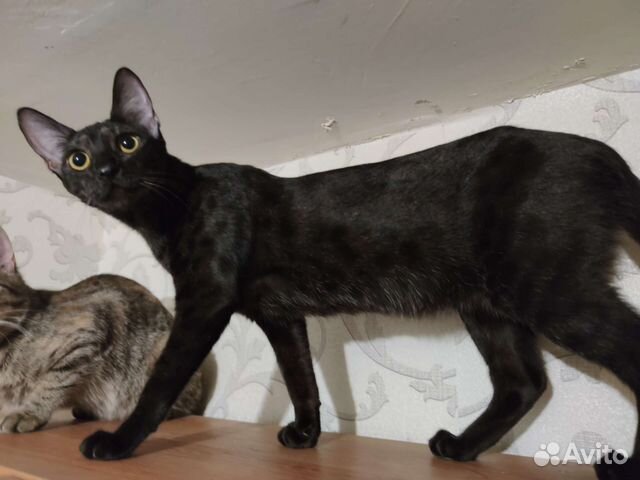 Бенгальская кошка чёрная