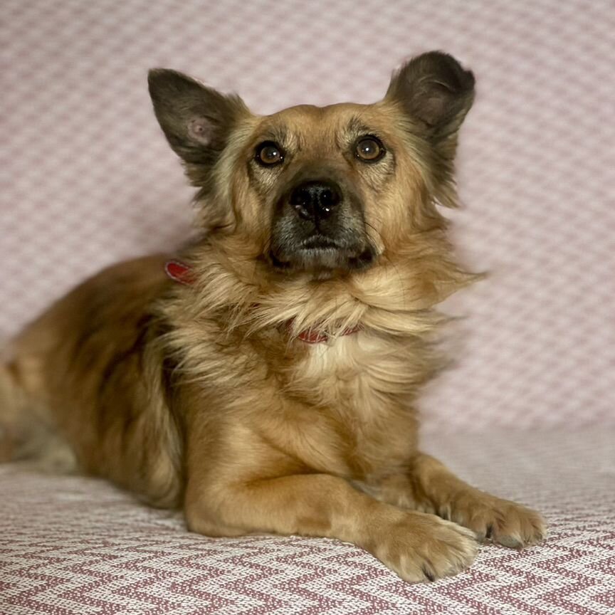 Собачка в добрые руки