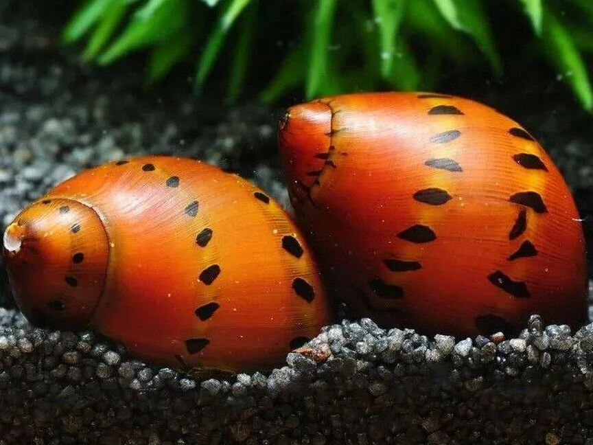 Улитка неретина красная зебра