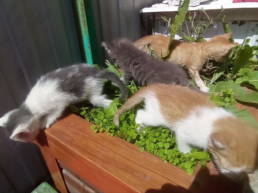 Котята в дар